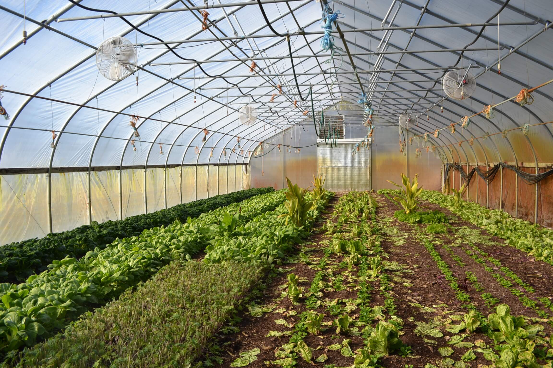 Why Replace Your High Tunnel Poly? - RIMOL